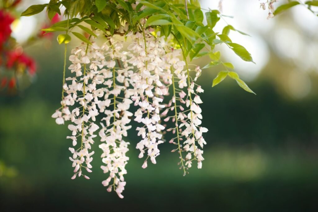 15 Japanese Flower Favorites And Their Meanings - Why So Japan