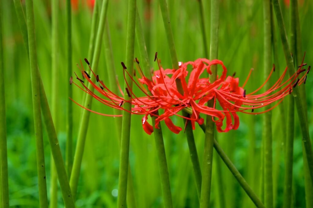 15 Japanese Flower Favorites And Their Meanings - Why So Japan