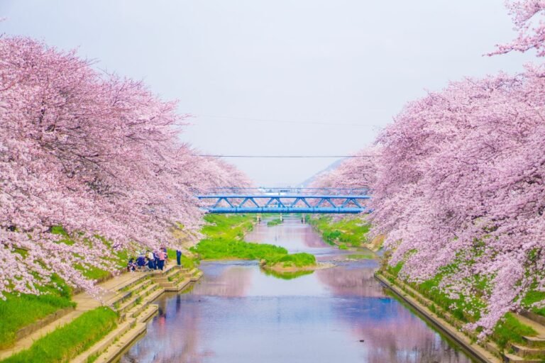 Sakura: What Does It Really Mean In Japanese? - Why So Japan