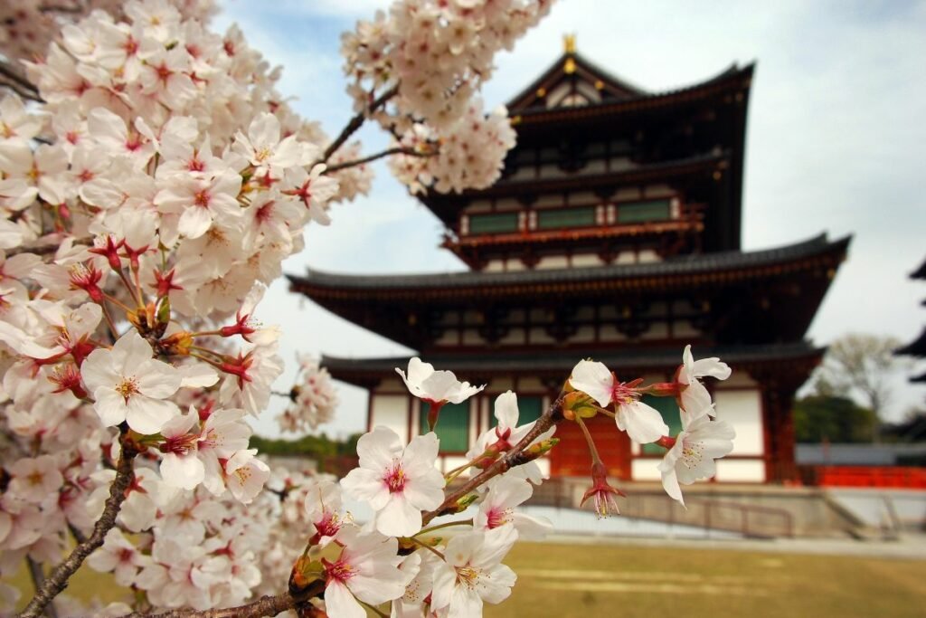 Sakura: What Does It Really Mean In Japanese? - Why So Japan