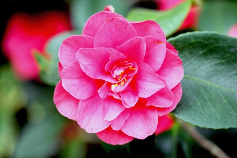 15 Japanese Flower Favorites And Their Meanings - Why So Japan