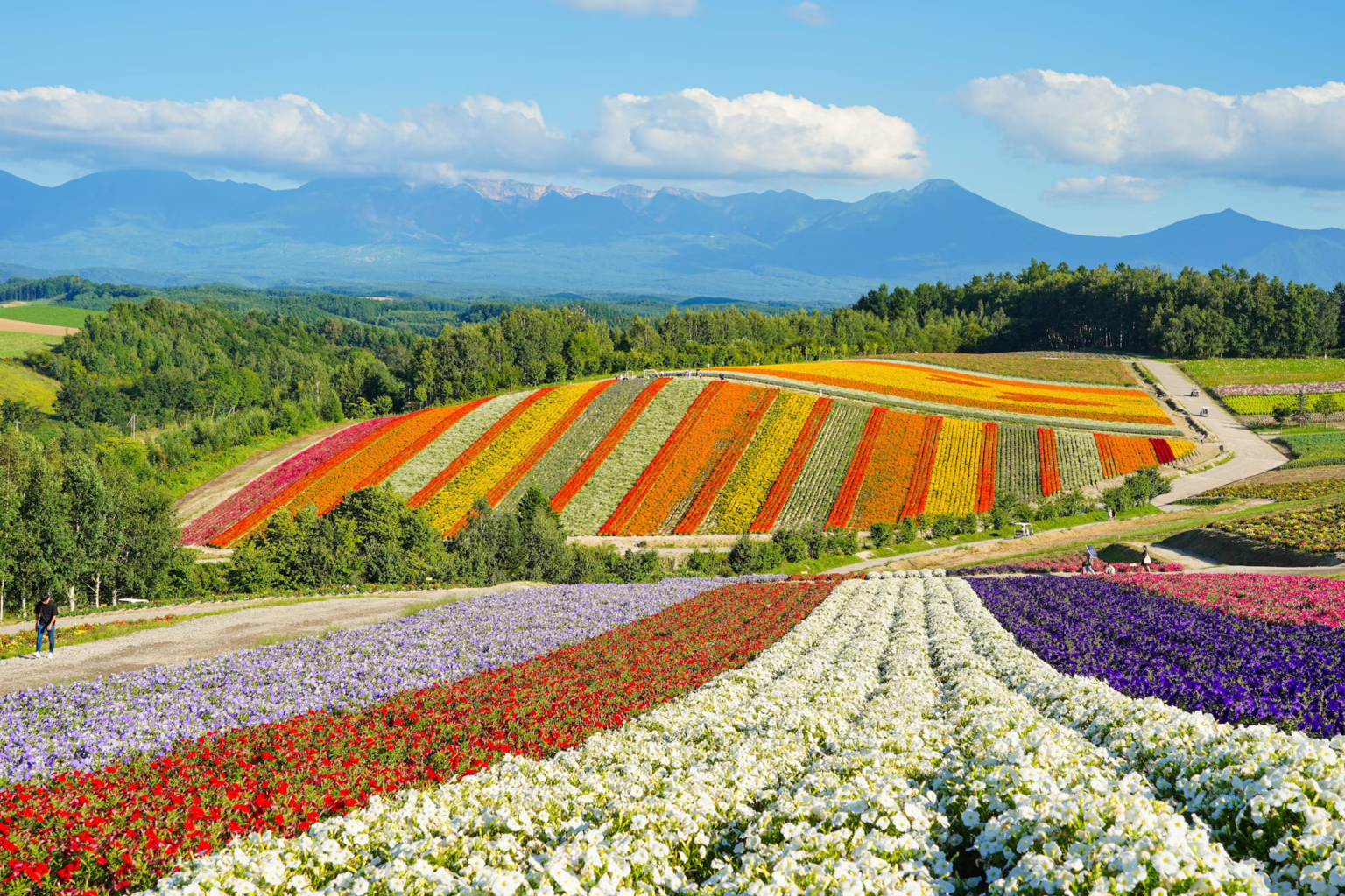 What To Do in Biei — A Traveller's Guide - Why So Japan